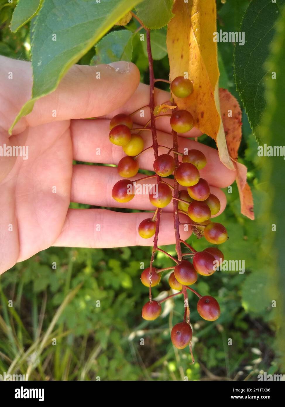 chokecherry (Prunus virginiana Stock Photo - Alamy