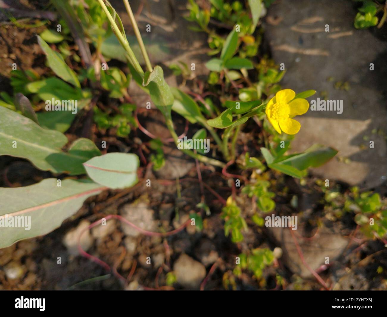 Plantainleaf buttercup hi-res stock photography and images - Alamy