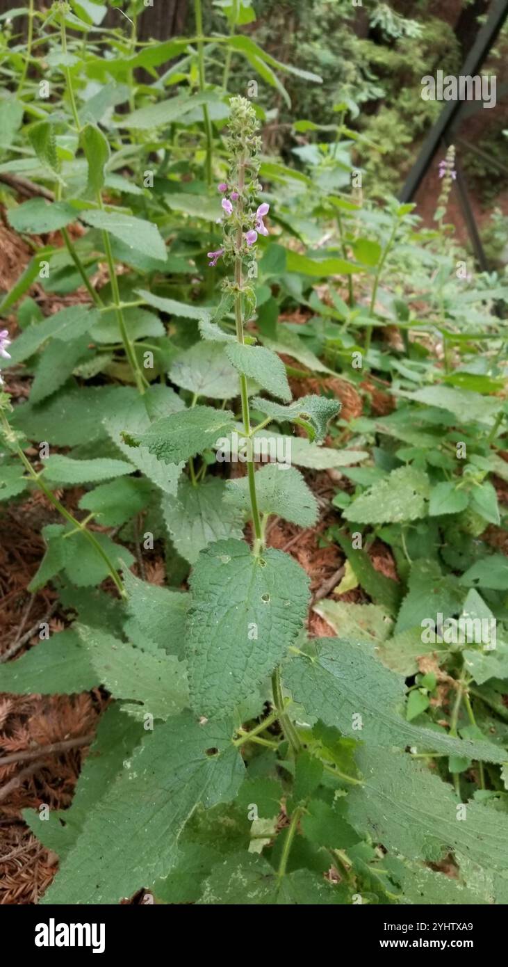 California Hedge Nettle (Stachys bullata Stock Photo - Alamy