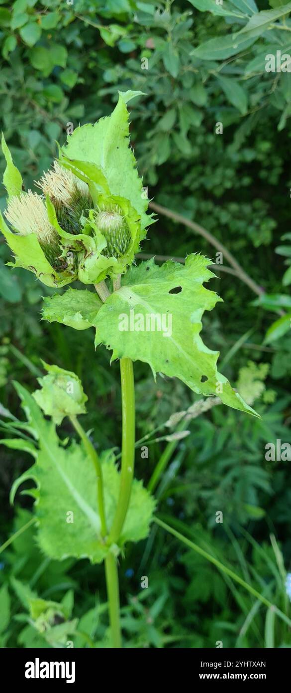 Cabbage Thistle (Cirsium oleraceum Stock Photo - Alamy