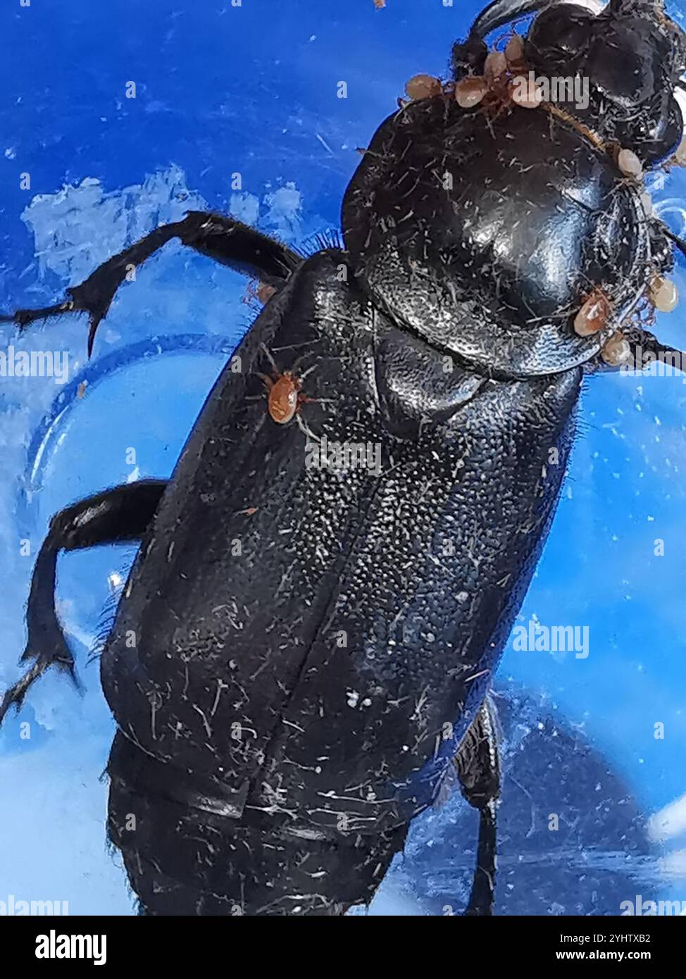 Nicrophorus humator hi-res stock photography and images - Alamy