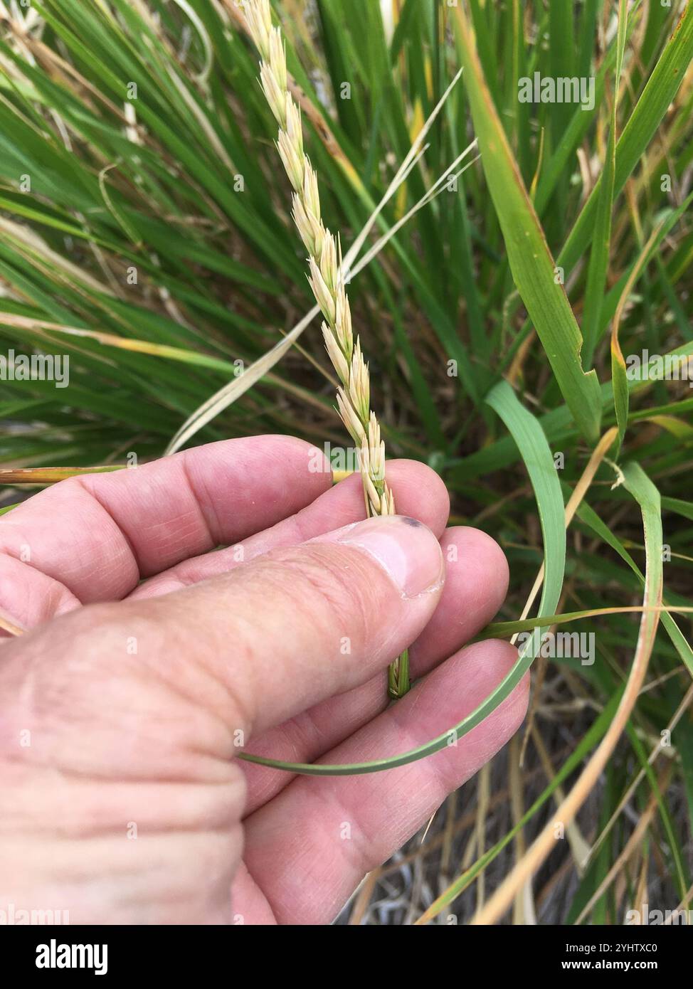 Great Basin Wildrye (Leymus cinereus Stock Photo - Alamy
