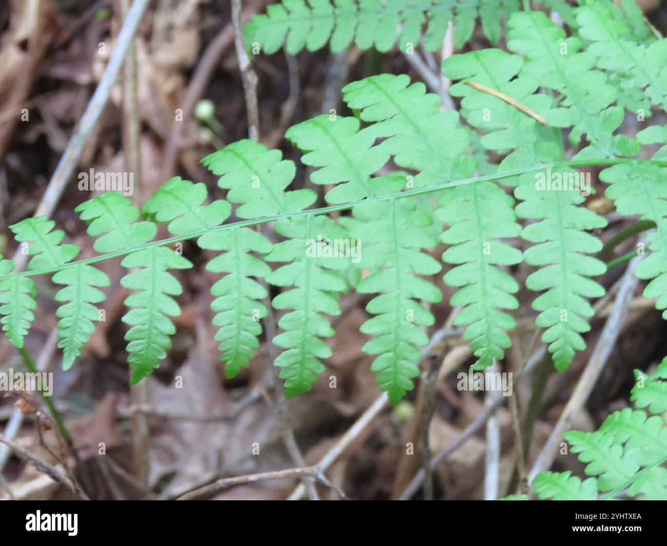 common bracken (Pteridium aquilinum Stock Photo - Alamy