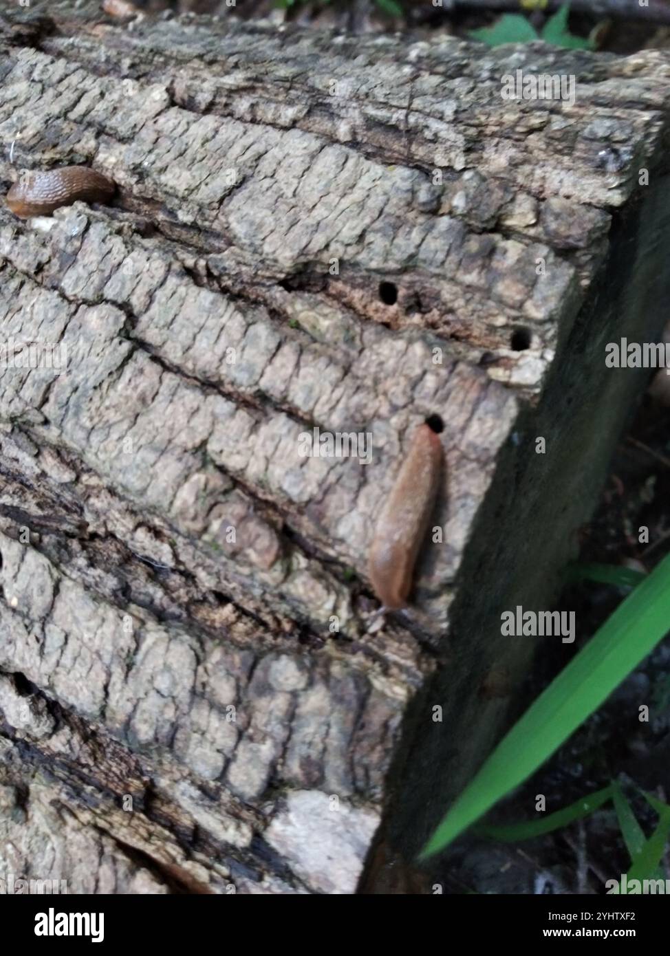 Western Dusky Slug (Arion subfuscus Stock Photo - Alamy