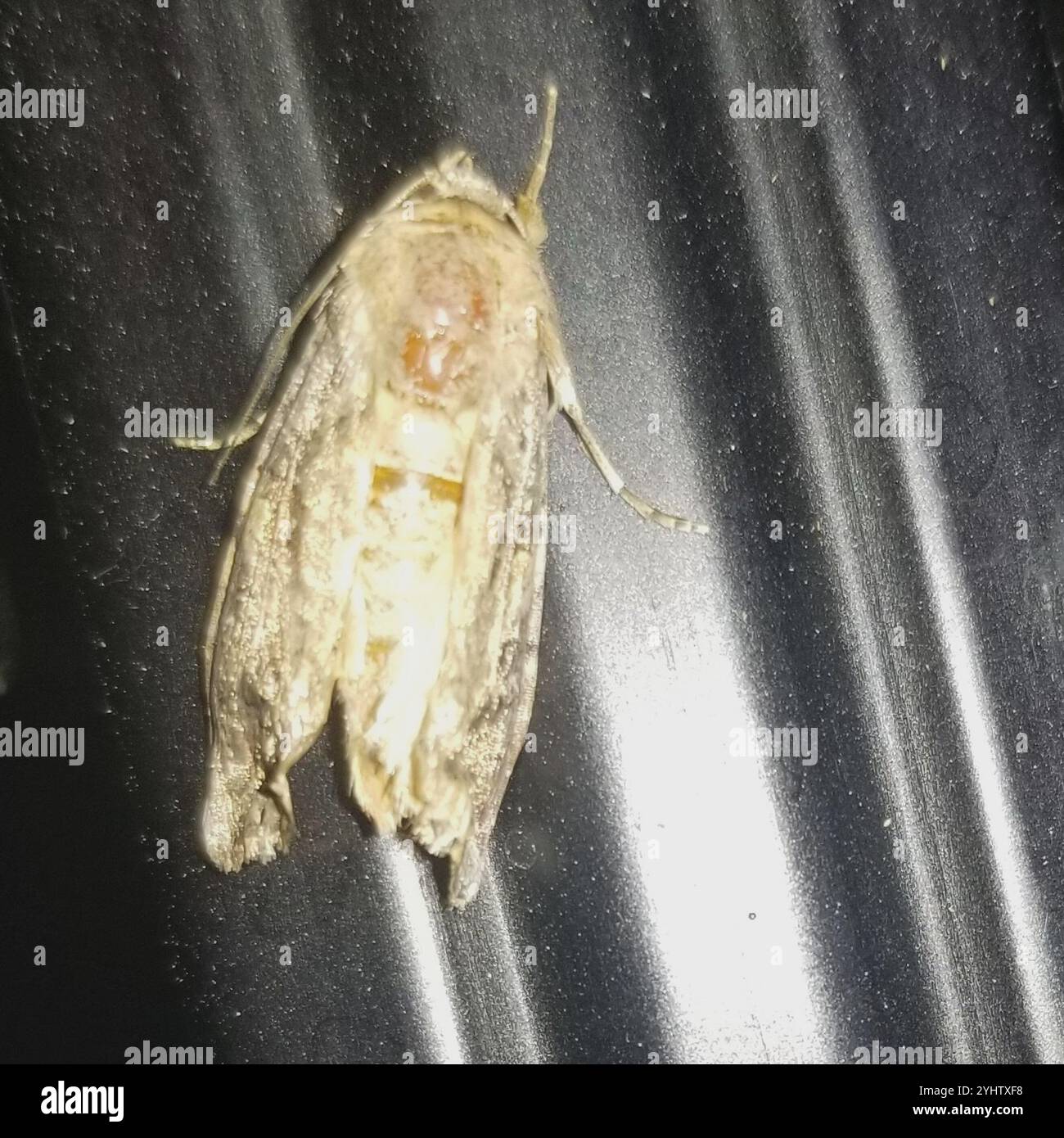 Fall Armyworm Moth (Spodoptera frugiperda Stock Photo - Alamy