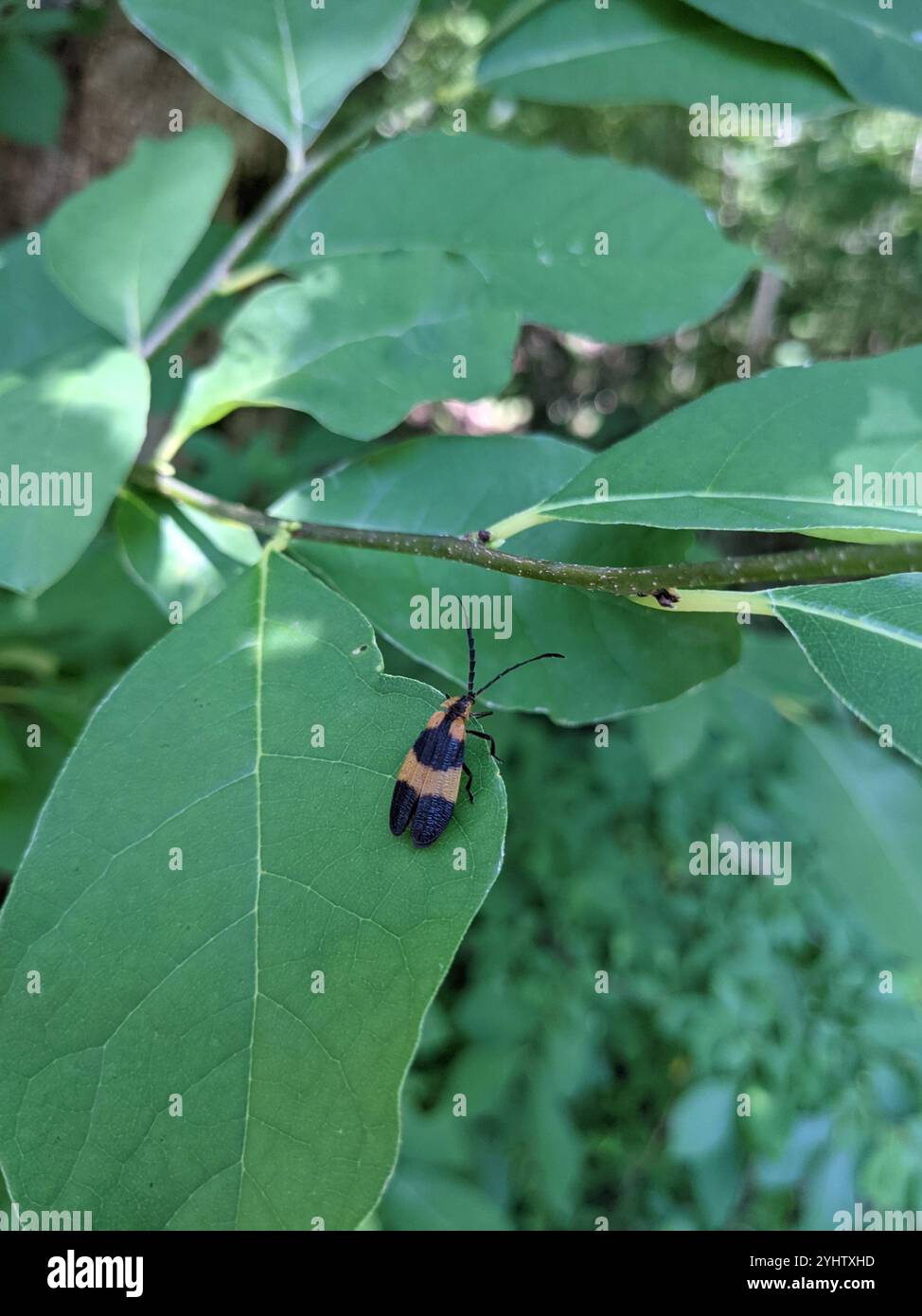 Reticulated net winged beetle hi-res stock photography and images - Alamy