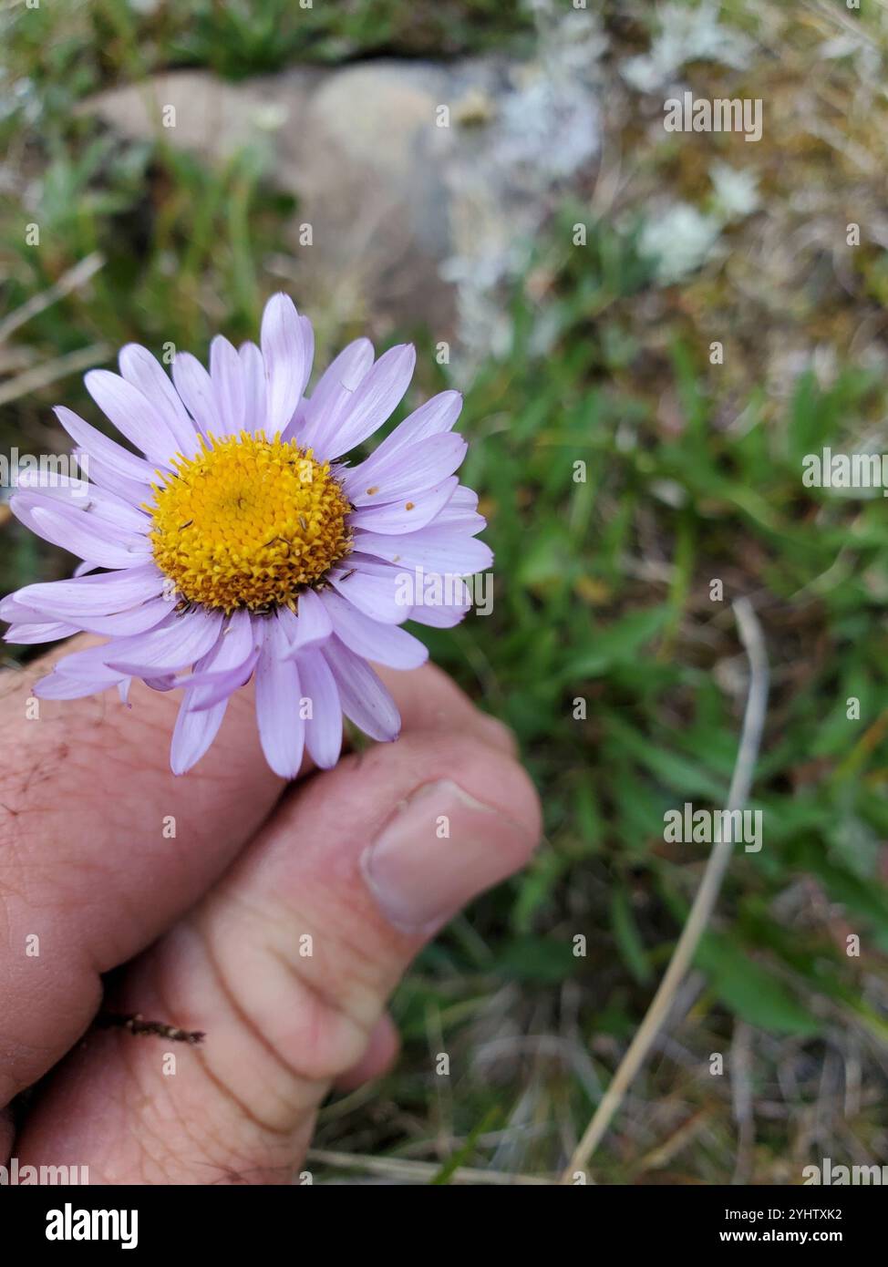 Subalpine Fleabane (Erigeron glacialis Stock Photo - Alamy