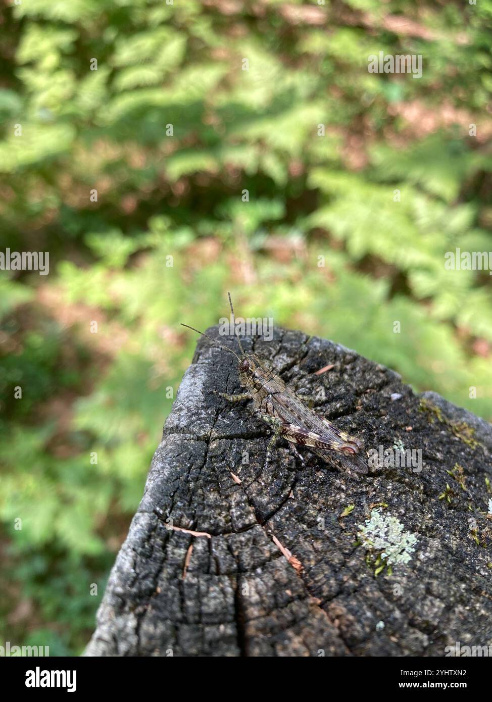 Pine tree Spur-throat Grasshopper (Melanoplus punctulatus Stock Photo ...