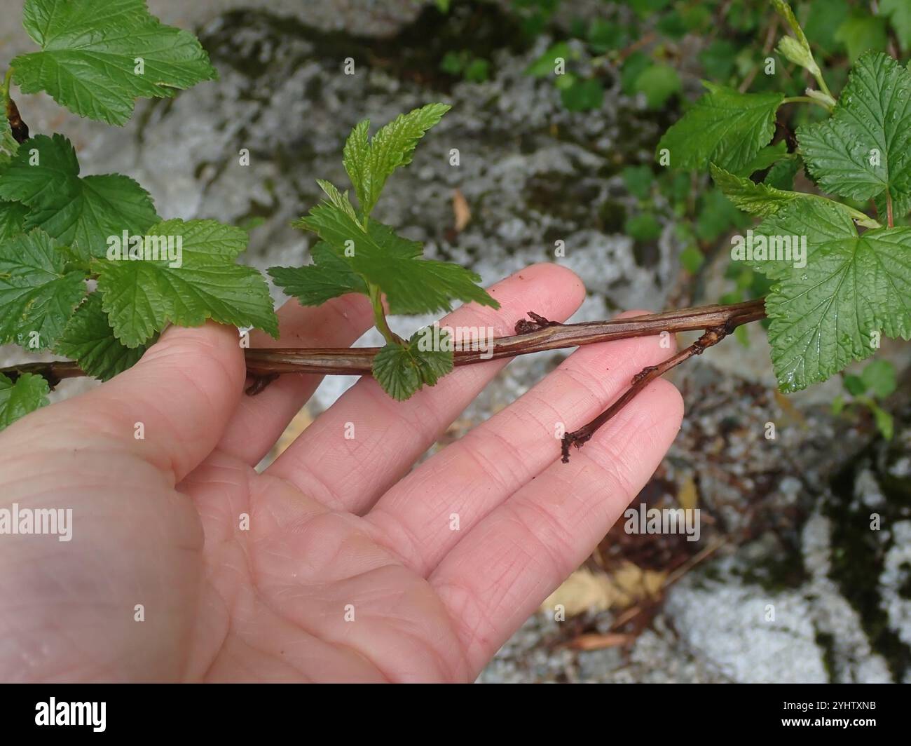 Pacific ninebark (Physocarpus capitatus Stock Photo - Alamy