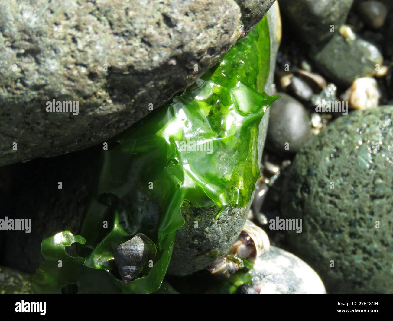 Broadleaf Sea Lettuce (Ulva lactuca Stock Photo - Alamy