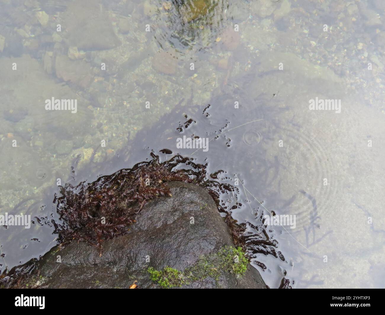 Fontinalis antipyretica willow moss hi-res stock photography and images ...