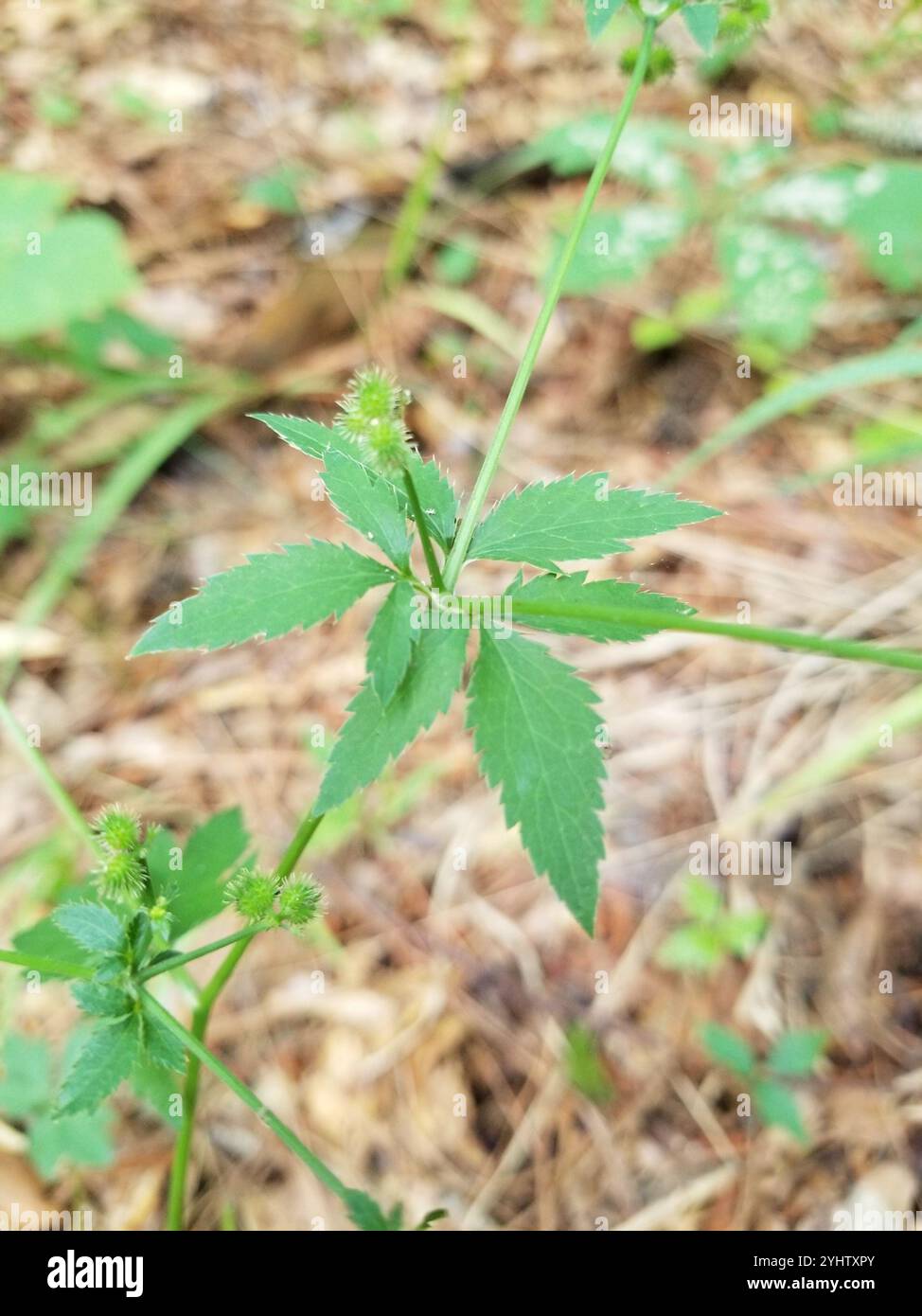 Black Snakeroot (Sanicula canadensis Stock Photo - Alamy