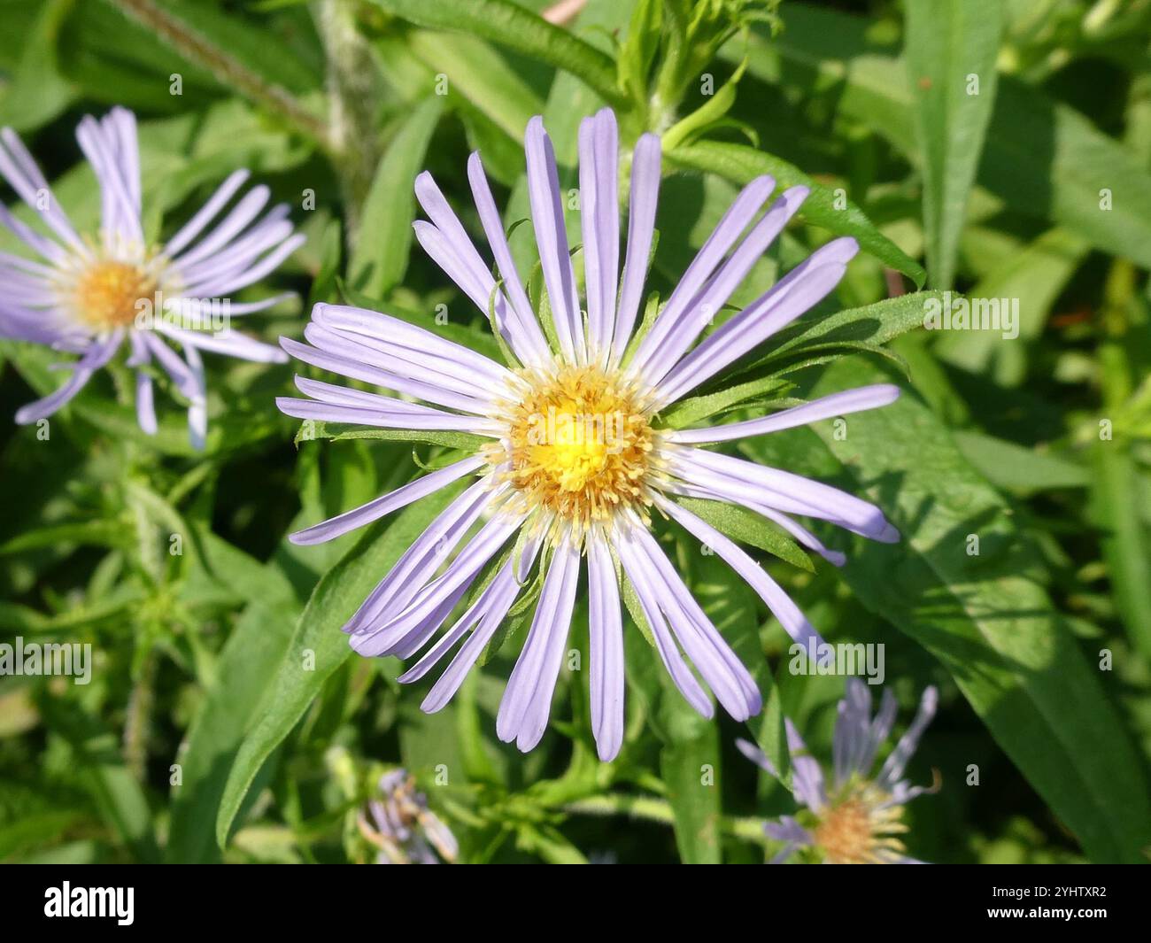 swamp aster (Symphyotrichum puniceum Stock Photo - Alamy