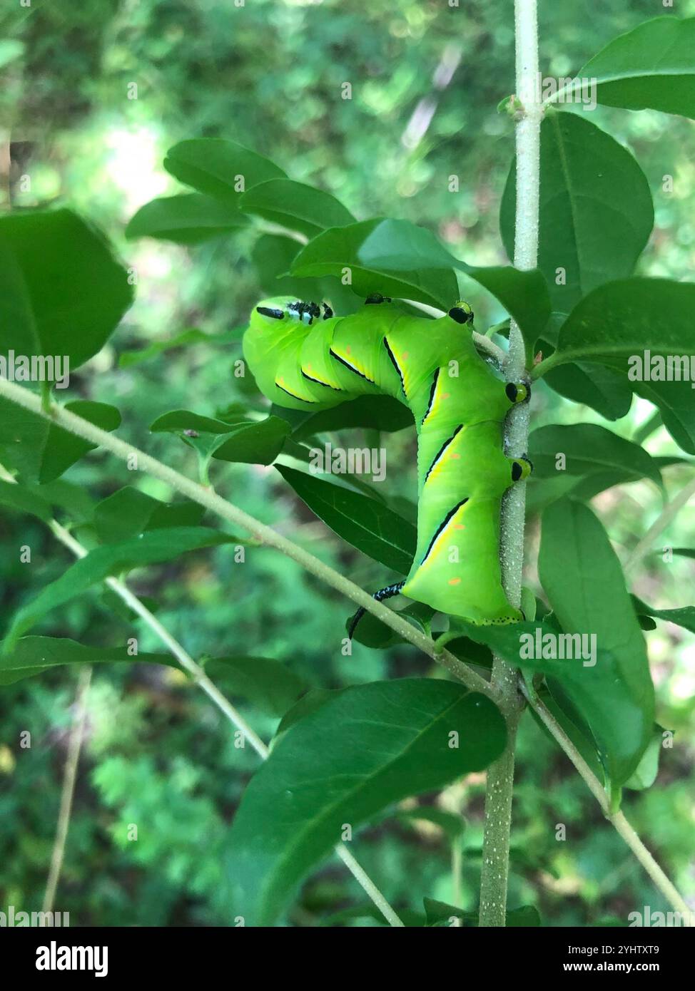 Laurel Sphinx (Sphinx kalmiae Stock Photo - Alamy