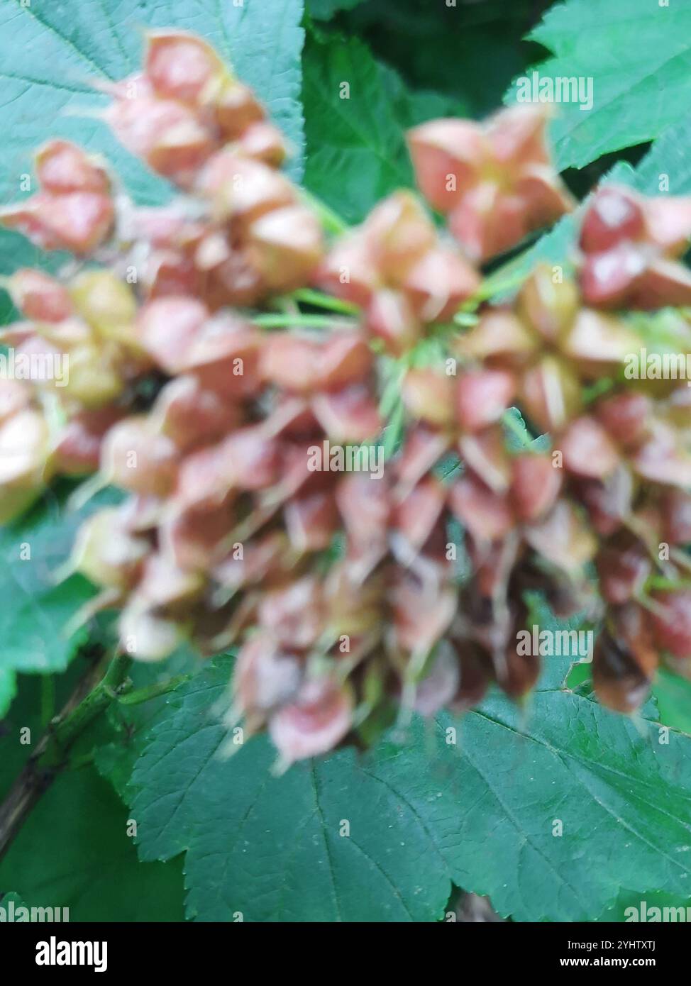 common ninebark (Physocarpus opulifolius Stock Photo - Alamy