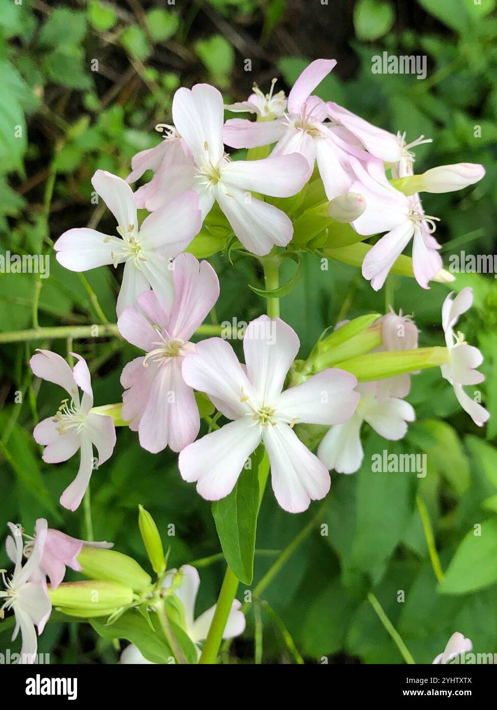 common soapwort (Saponaria officinalis Stock Photo - Alamy