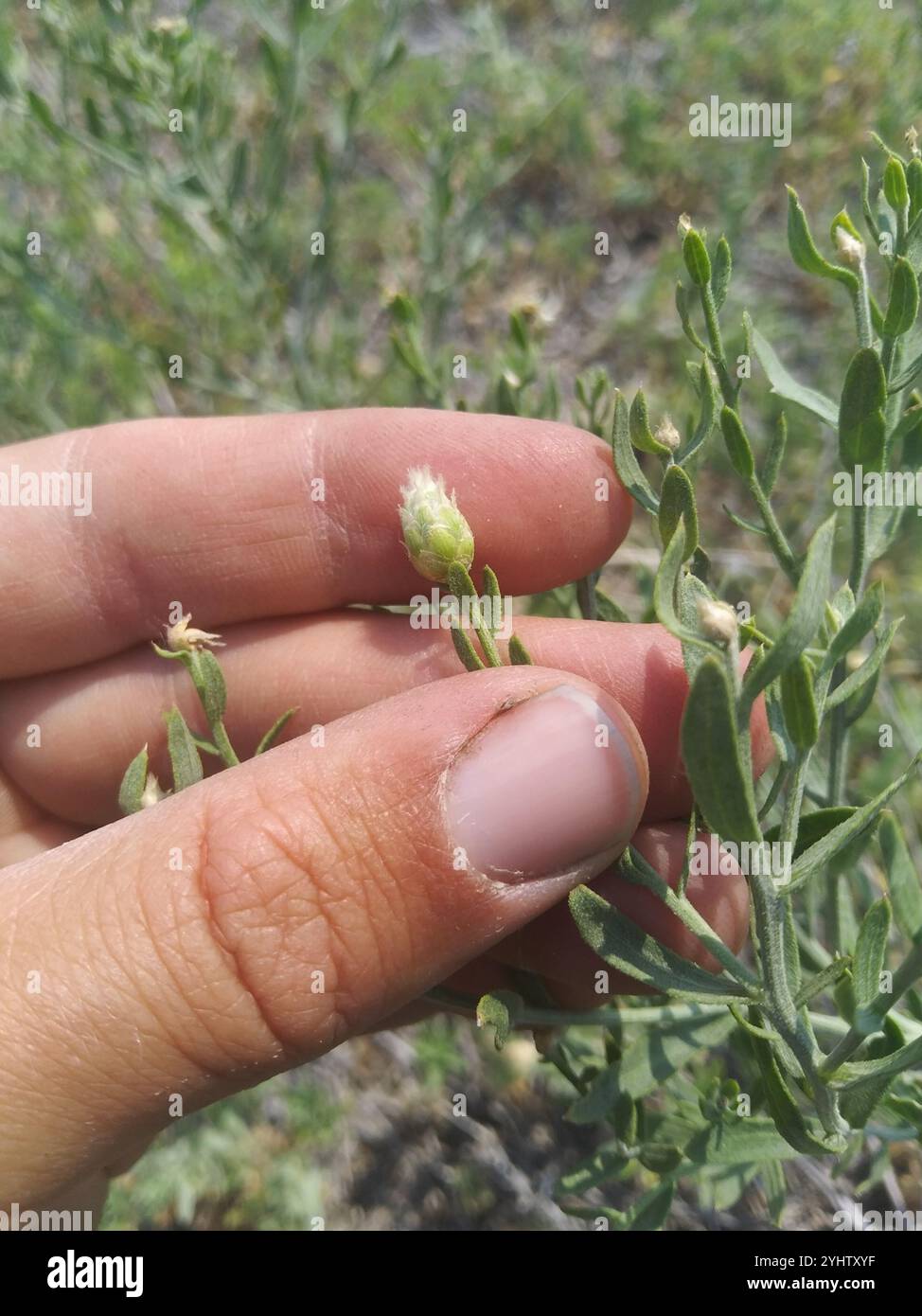Russian knapweed (Rhaponticum repens Stock Photo - Alamy