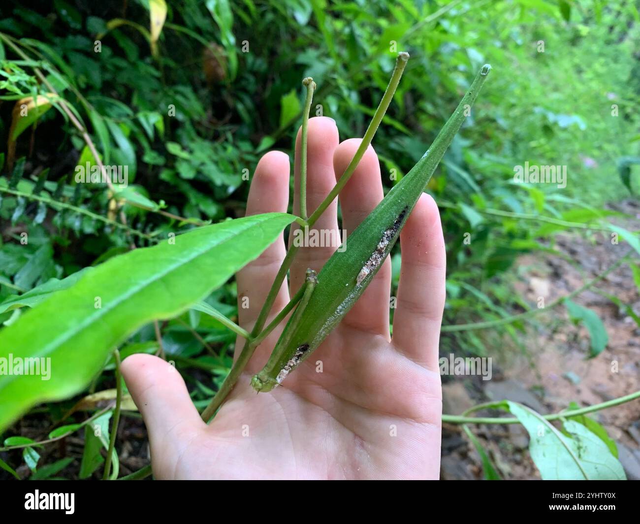 poke milkweed (Asclepias exaltata Stock Photo - Alamy