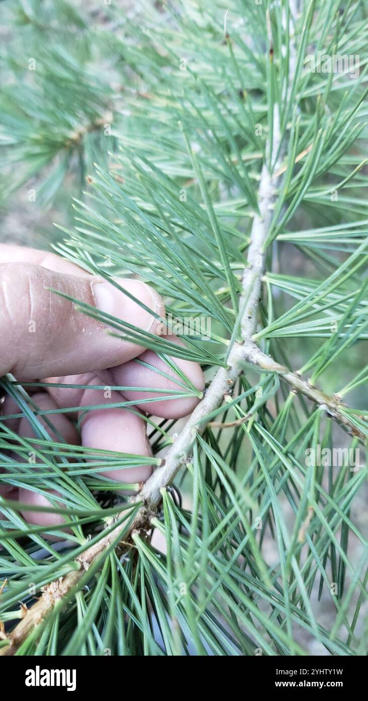 limber pine (Pinus flexilis Stock Photo - Alamy