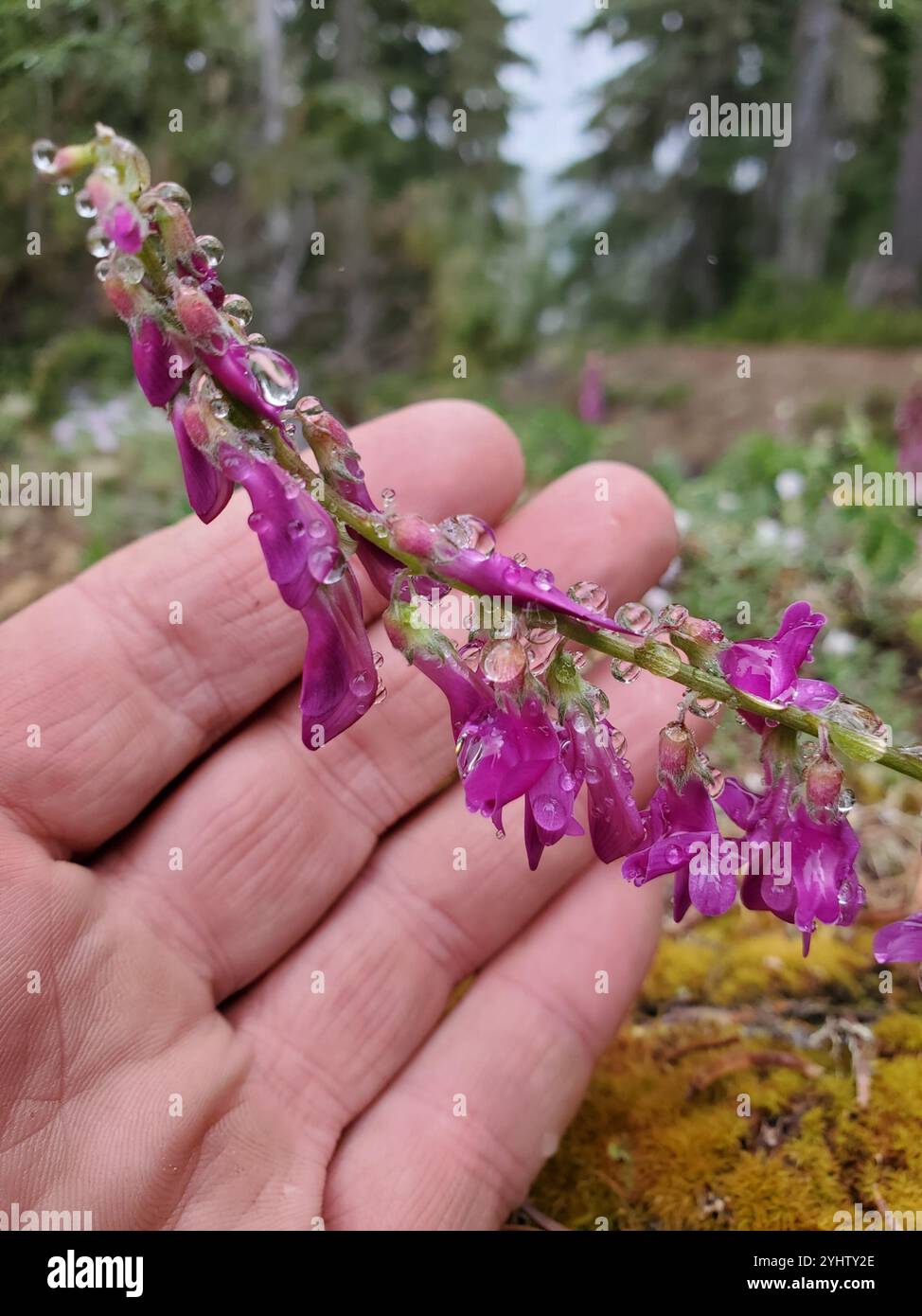 Western Sweet-vetch (Hedysarum occidentale Stock Photo - Alamy