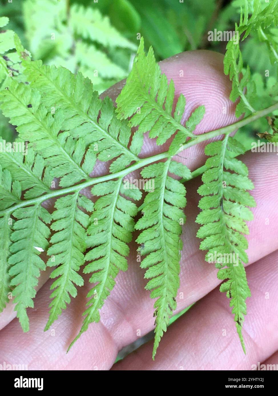 southern lady fern (Athyrium asplenioides Stock Photo - Alamy