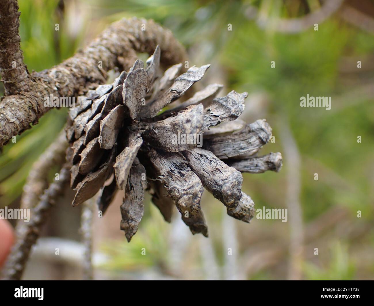 Shore Pine (Pinus contorta contorta Stock Photo - Alamy