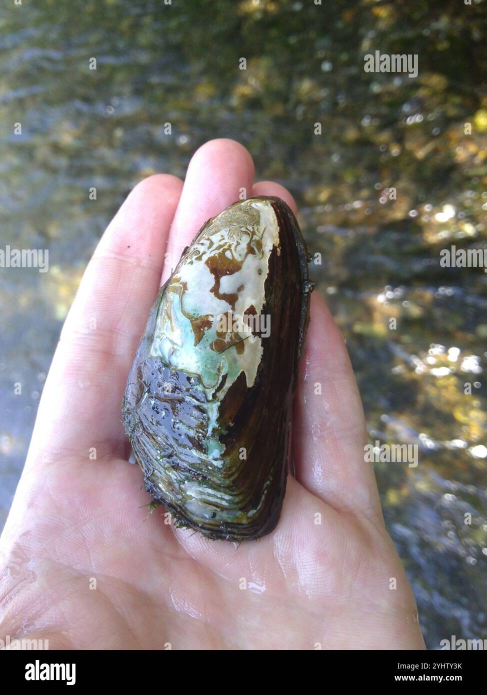 Western Ridged Mussel (Gonidea angulata Stock Photo - Alamy