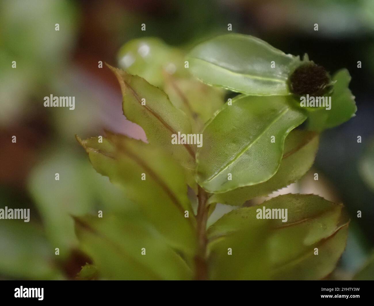 Thyme and Allied Mosses (Plagiomnium Stock Photo - Alamy
