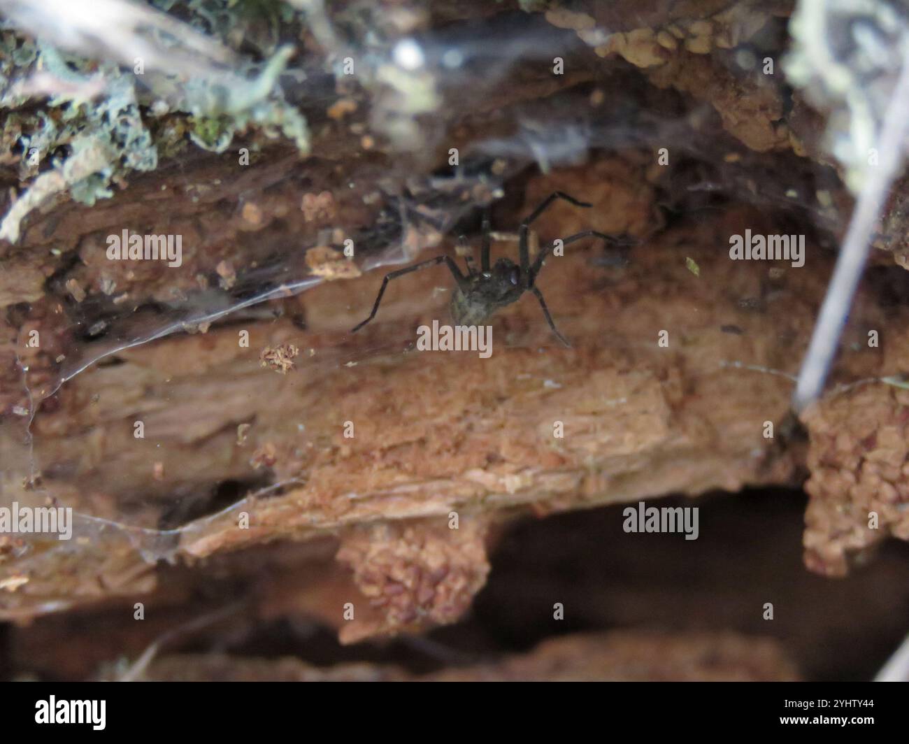 Funnel Weavers (Agelenidae Stock Photo - Alamy