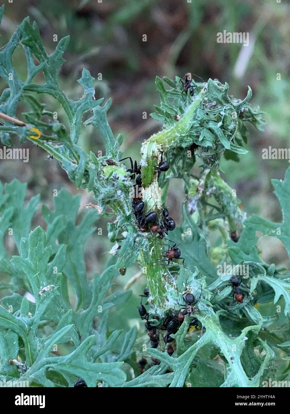 Western Thatching Ant (Formica obscuripes Stock Photo - Alamy