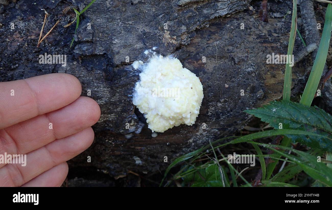 true slime molds (Myxomycetes Stock Photo - Alamy