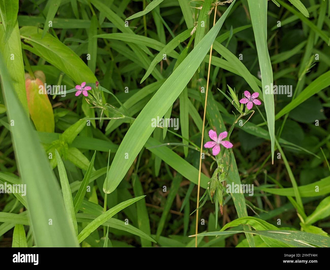 Deptford pink (Dianthus armeria Stock Photo - Alamy