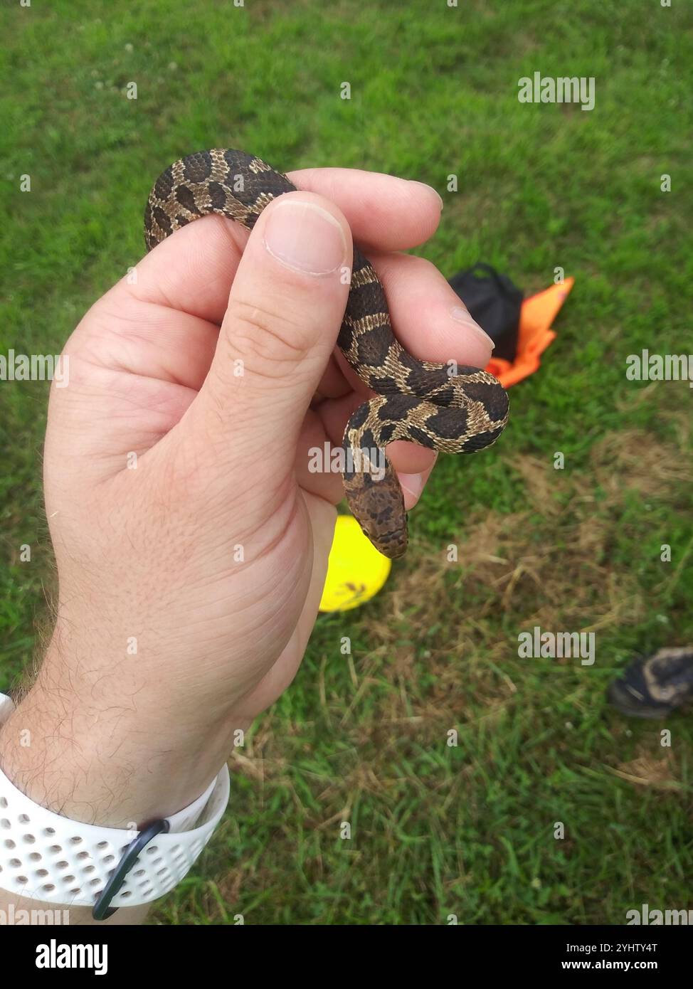Eastern Foxsnake (Pantherophis vulpinus Stock Photo - Alamy
