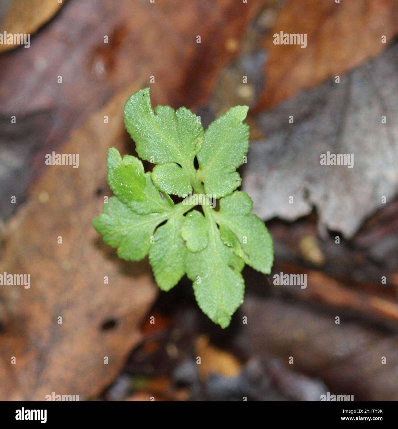 bronze fern (Sceptridium dissectum obliquum Stock Photo - Alamy
