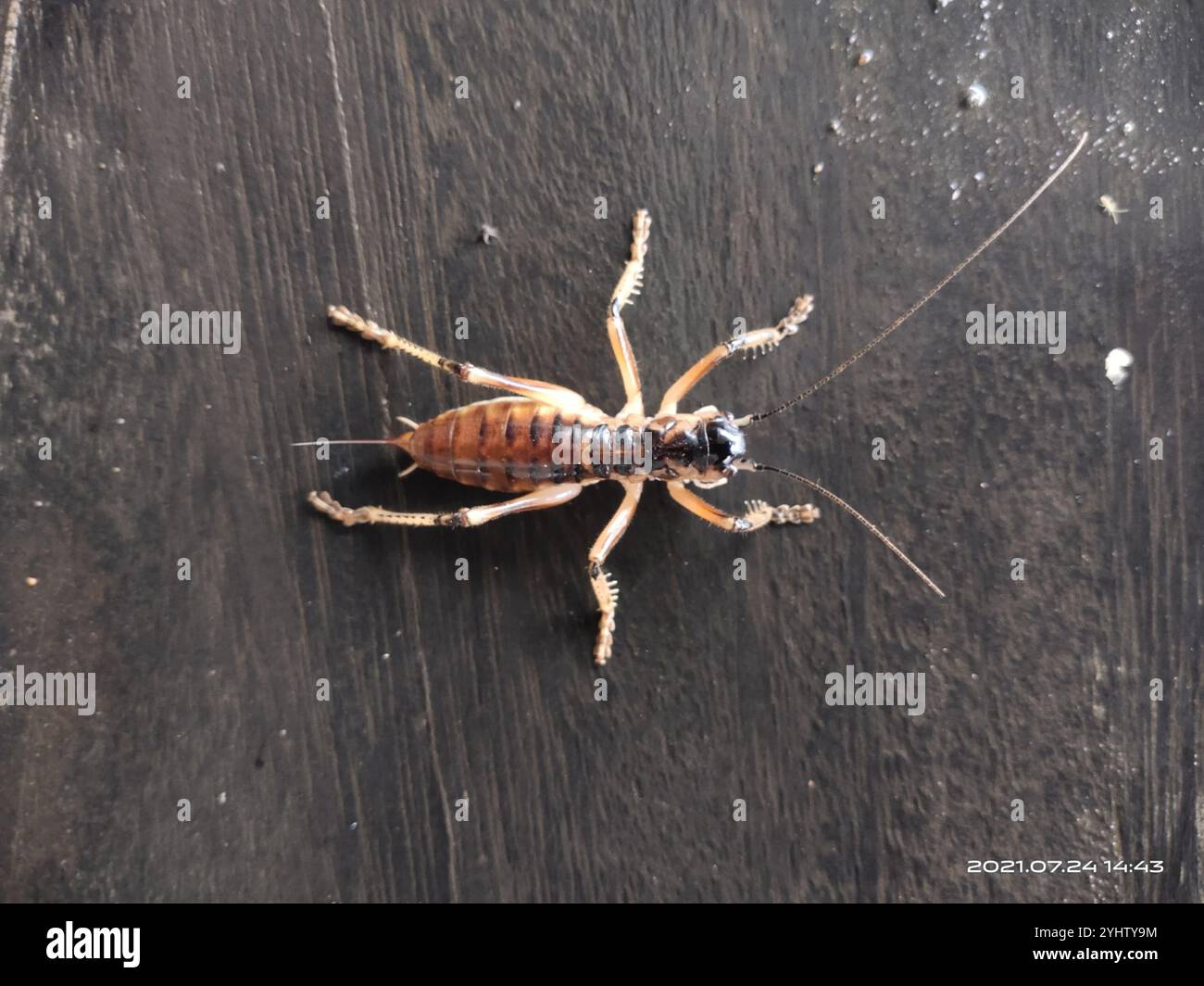 Wētā, Jerusalem Crickets, and Allies (Stenopelmatoidea Stock Photo - Alamy