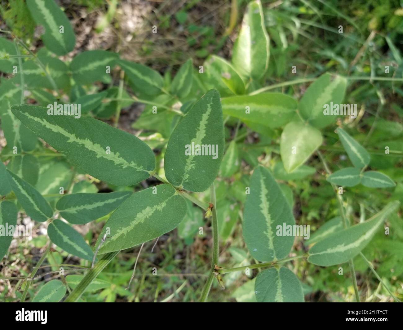 Tweedy's tick clover (Desmodium tweedyi Stock Photo - Alamy