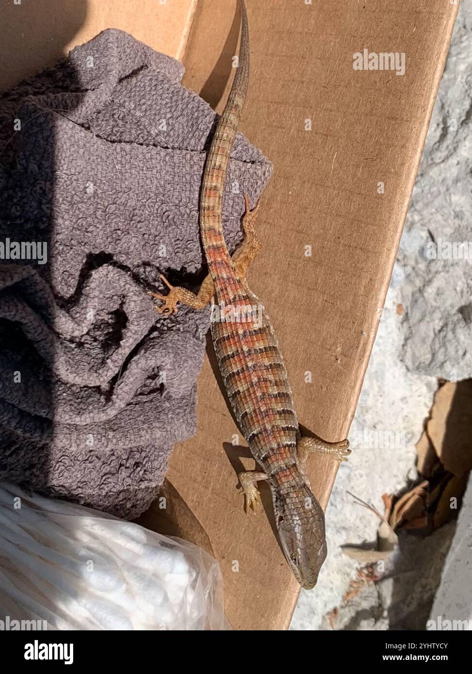 Southern Alligator Lizard (Elgaria multicarinata Stock Photo - Alamy