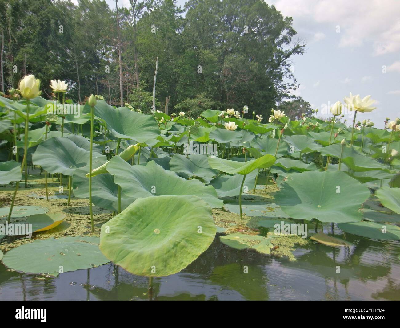 American lotus (Nelumbo lutea Stock Photo - Alamy