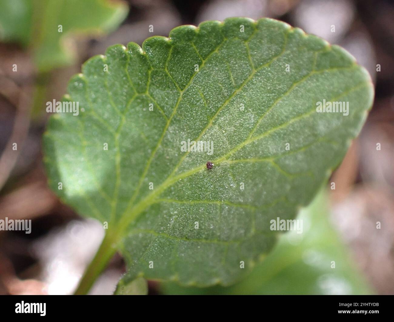 hookedspur violet (Viola adunca Stock Photo - Alamy