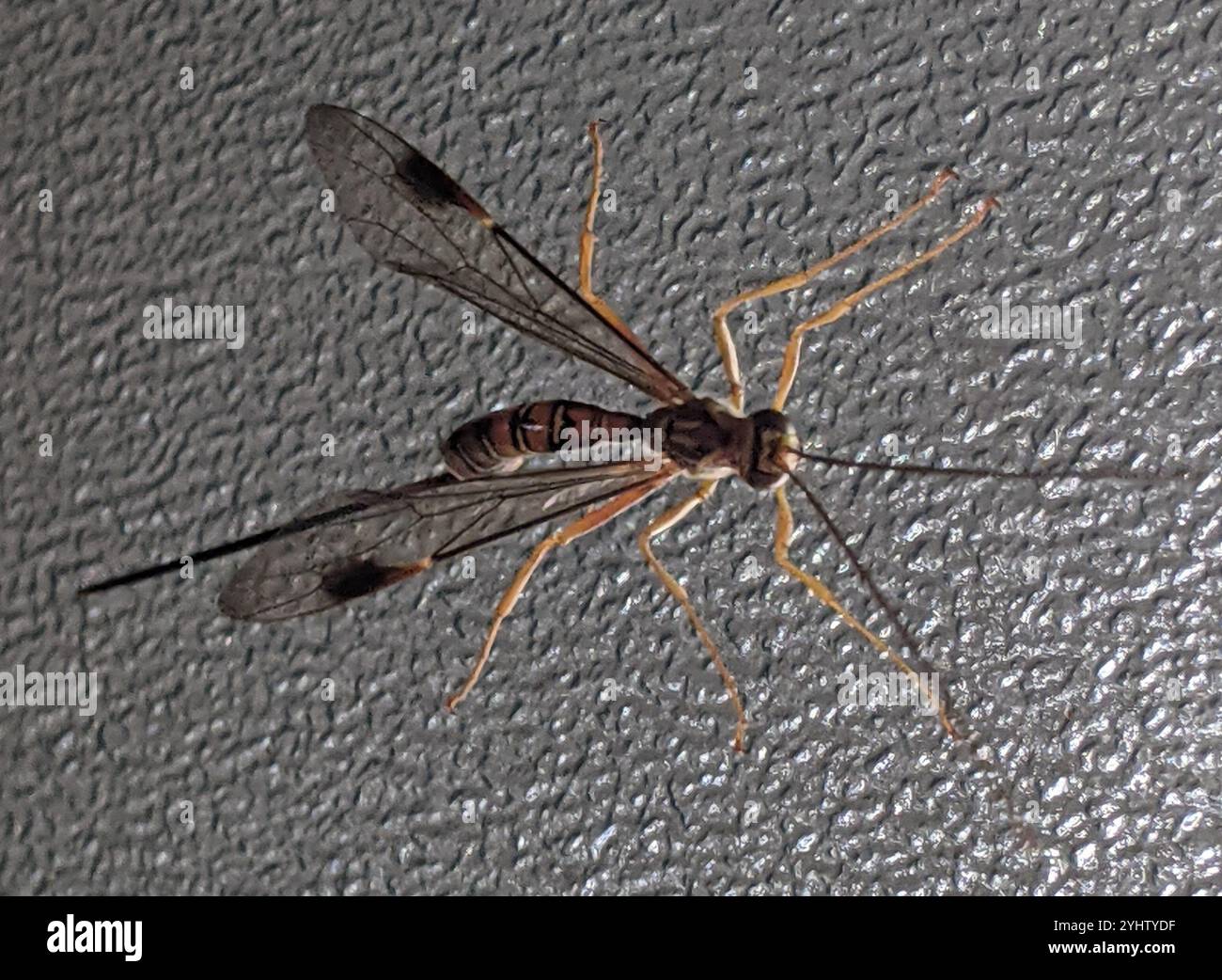 Greene's Giant Ichneumonid Wasp (Megarhyssa greenei Stock Photo - Alamy