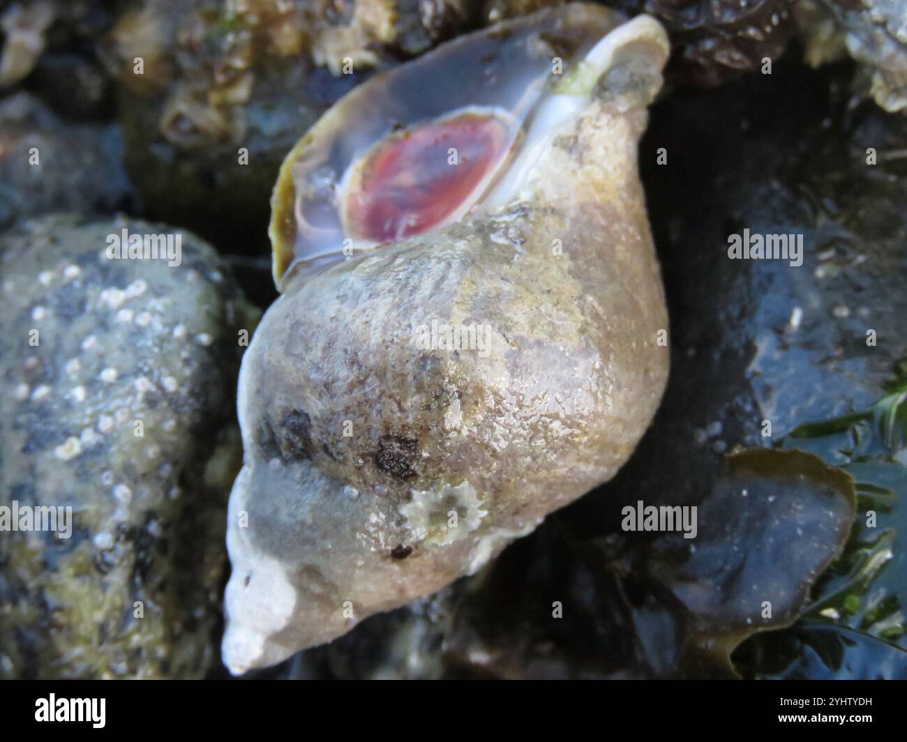 Frilled Dogwinkle (Nucella lamellosa Stock Photo - Alamy