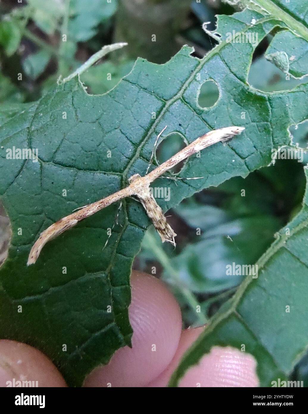 Plume Moths (Pterophoridae Stock Photo - Alamy