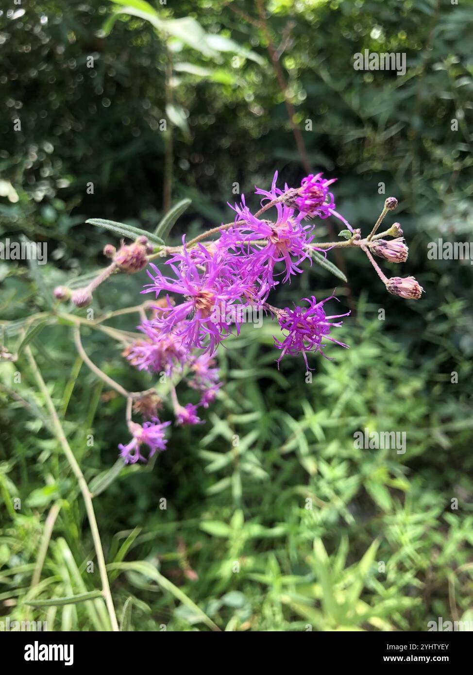 Texas ironweed (Vernonia texana Stock Photo - Alamy