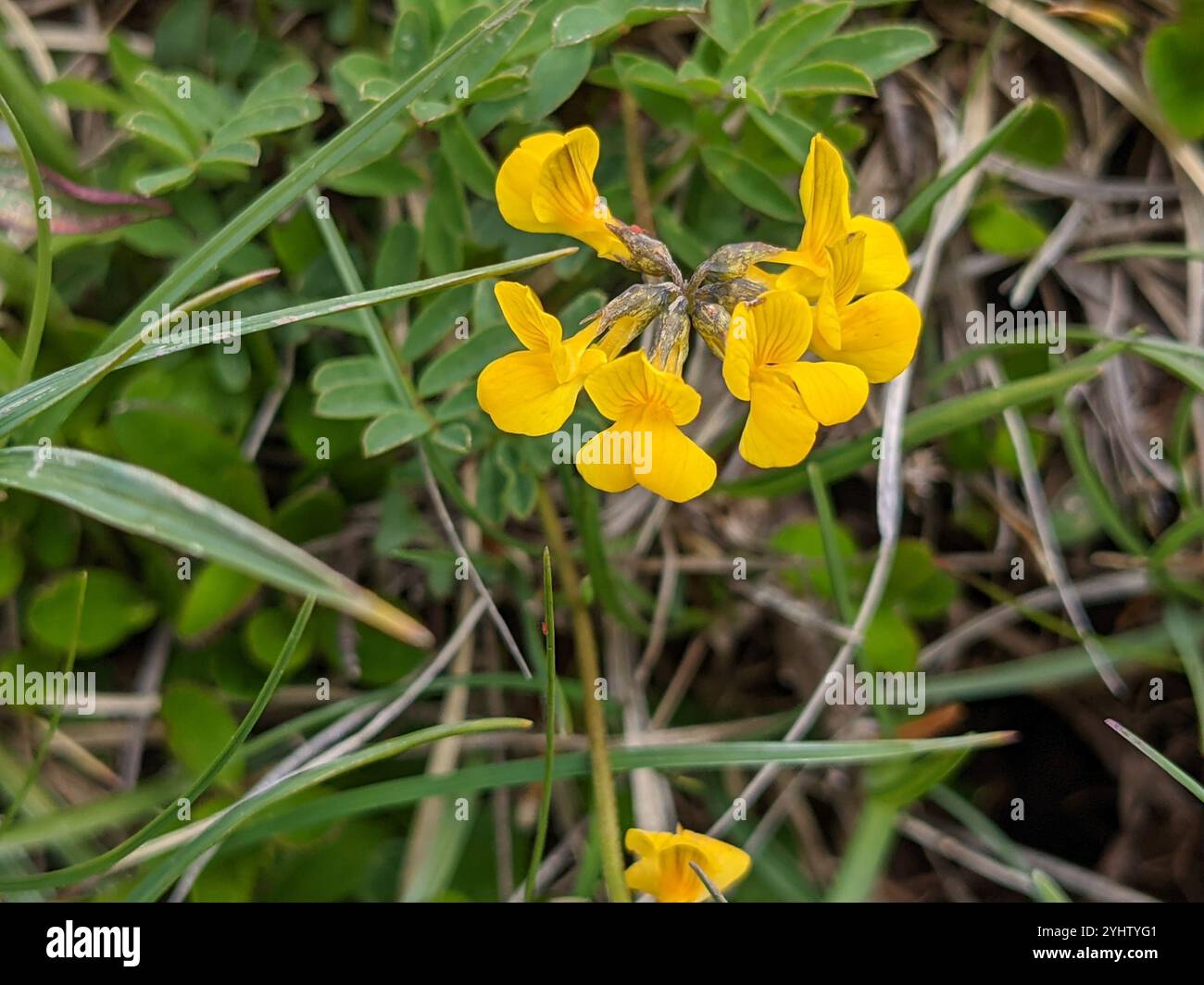 horseshoe vetch (Hippocrepis comosa Stock Photo - Alamy