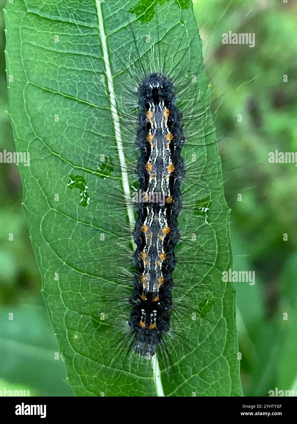 Quadra lithosia hi-res stock photography and images - Alamy