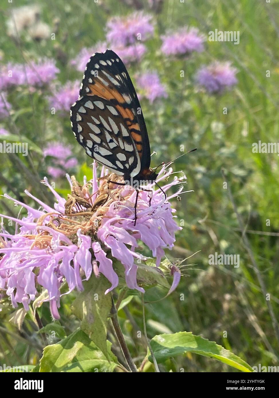 Regal Fritillary (Argynnis idalia Stock Photo - Alamy