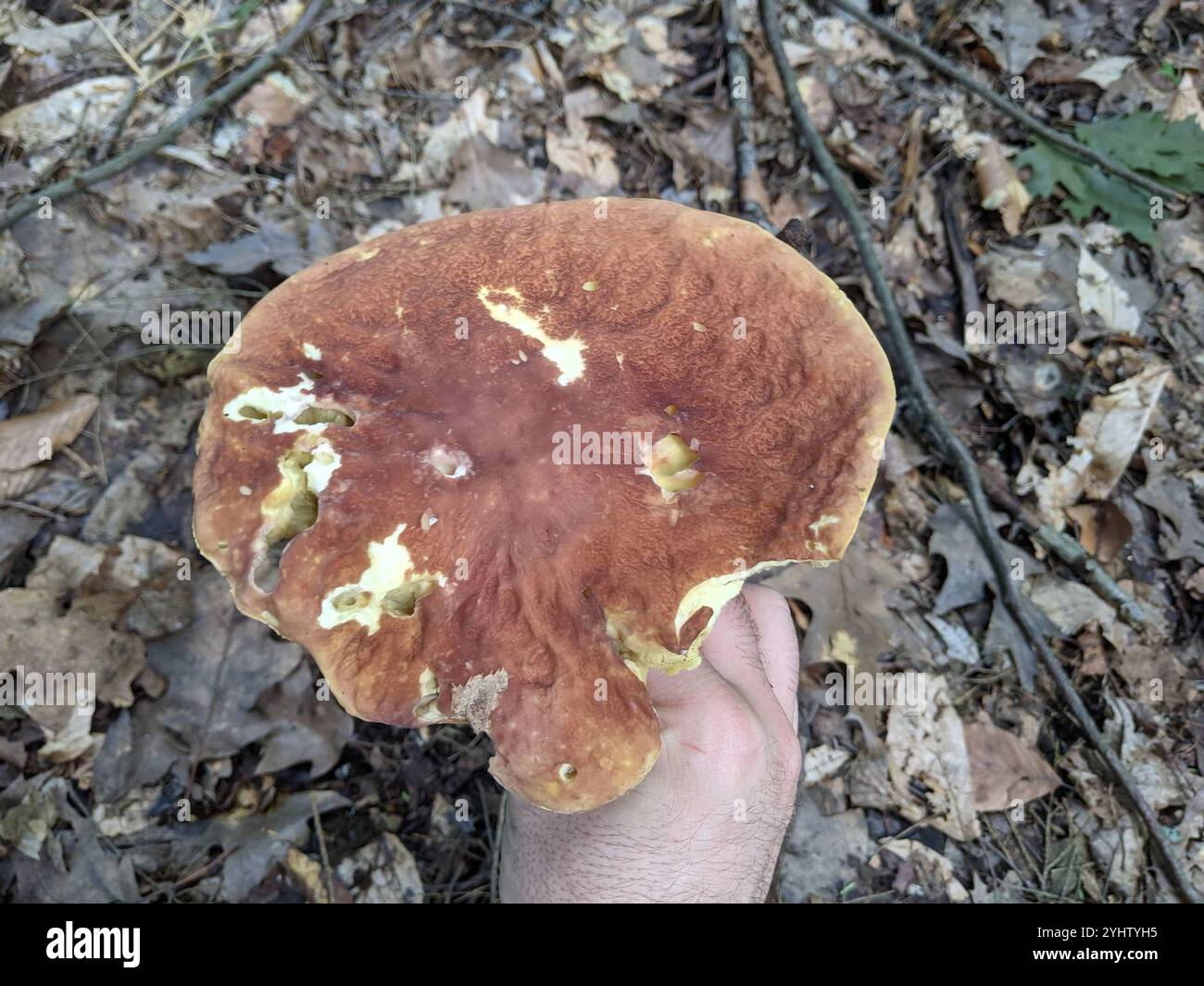 lilac bolete (Boletus separans Stock Photo - Alamy