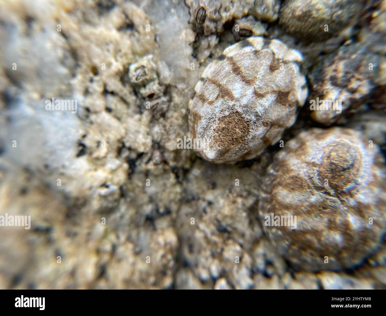 True Limpets (Patellogastropoda Stock Photo - Alamy