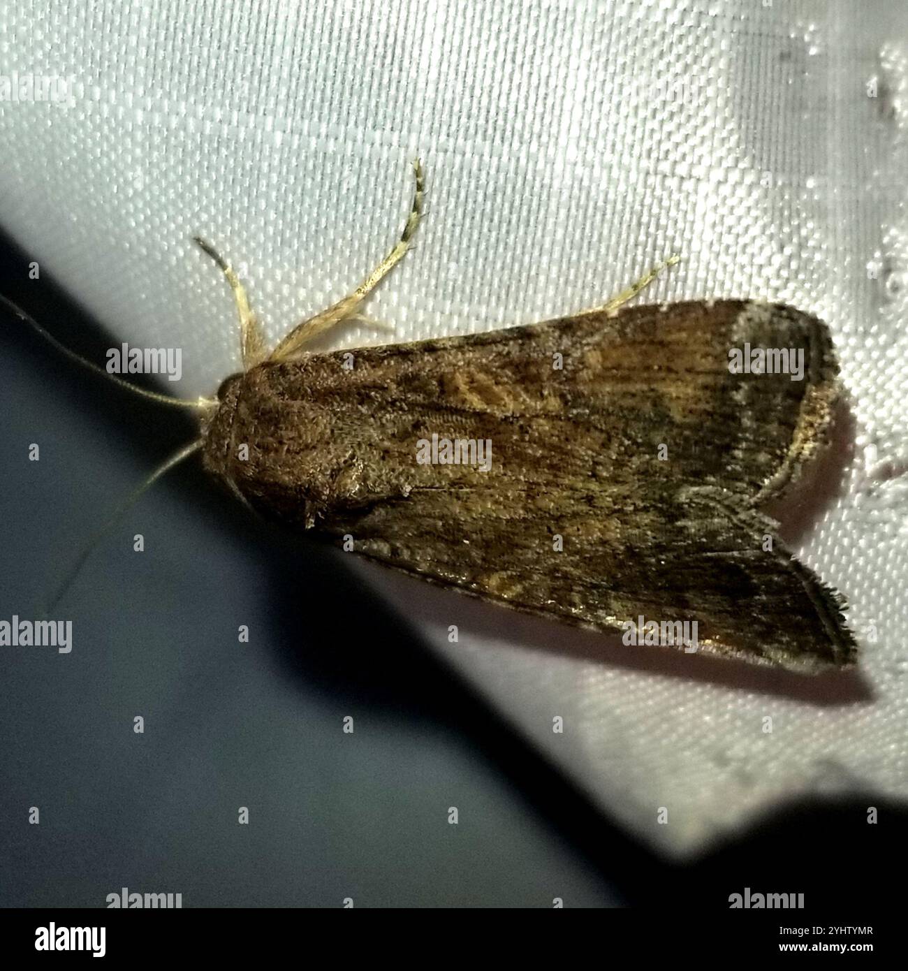 Beet Armyworm Moth (Spodoptera exigua Stock Photo - Alamy