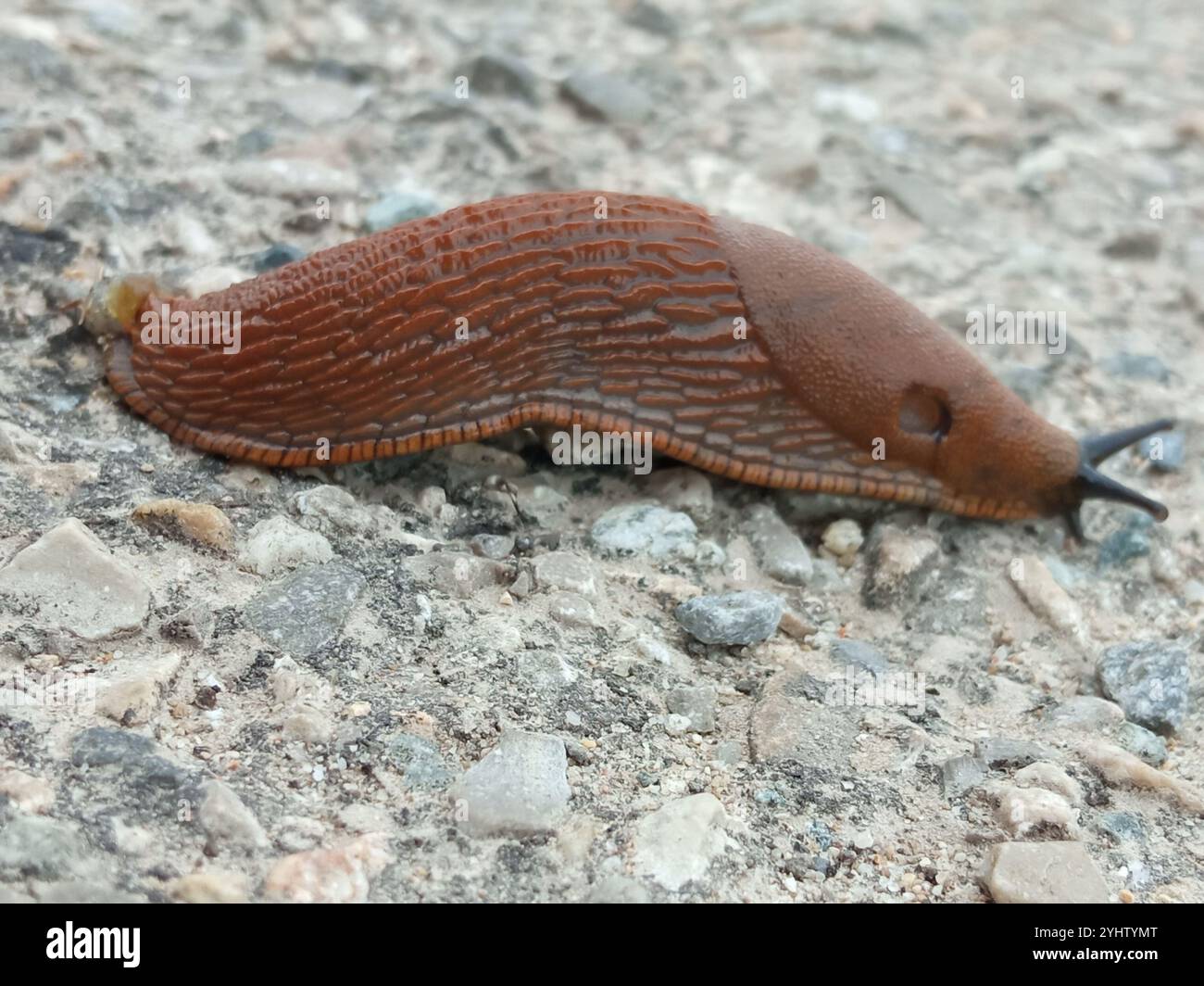 Arion Slugs (Arion Stock Photo - Alamy